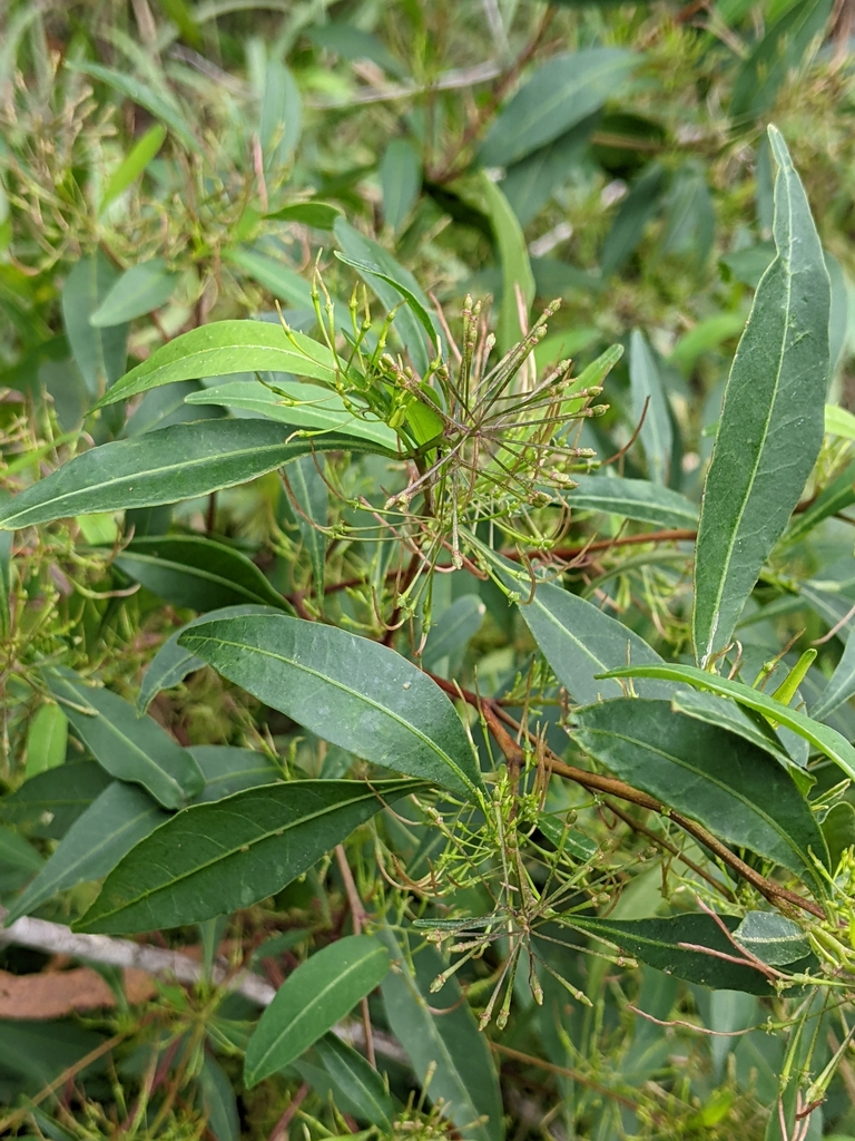 Common Hop Bush from Caboolture QLD 4510, Australia on March 30, 2022 ...