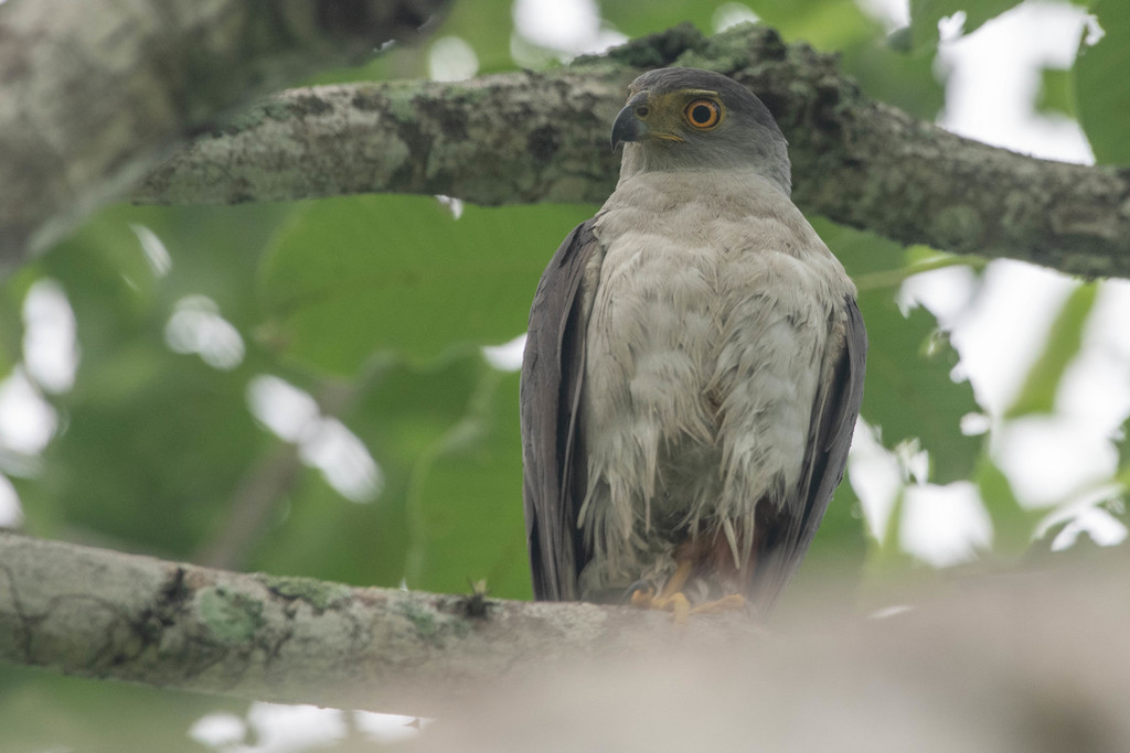 Bicolored Hawk from Arenillas, Ecuador on March 22, 2022 at 07:55 AM by ...