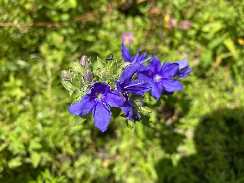 blue waterleaf from Howell, Missouri, United States on August 22, 2021 ...