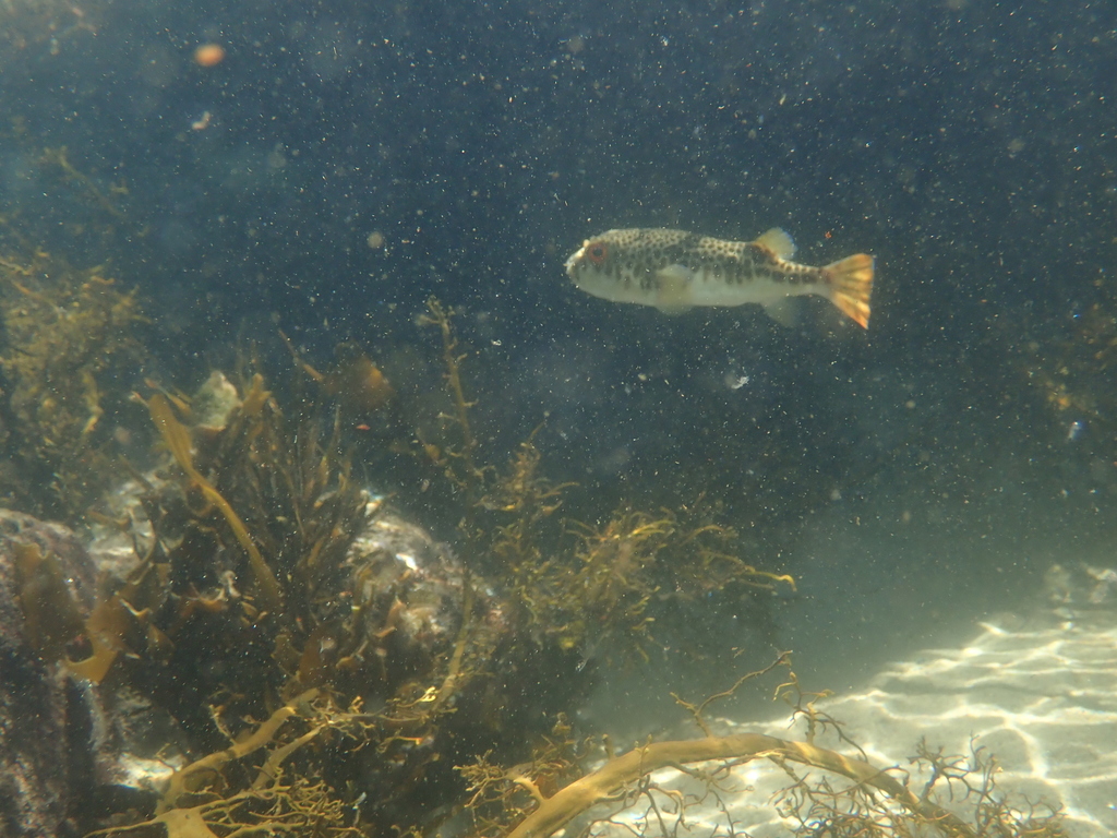 Smooth Toadfish from Cape Conran VIC 3888, Australia on March 26, 2022 ...