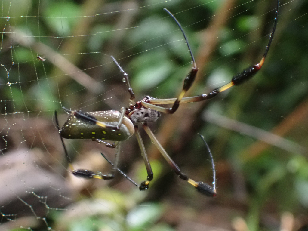 Golden Silk Spider from Sarapiquí, Heredia, Costa Rica on February 19 ...