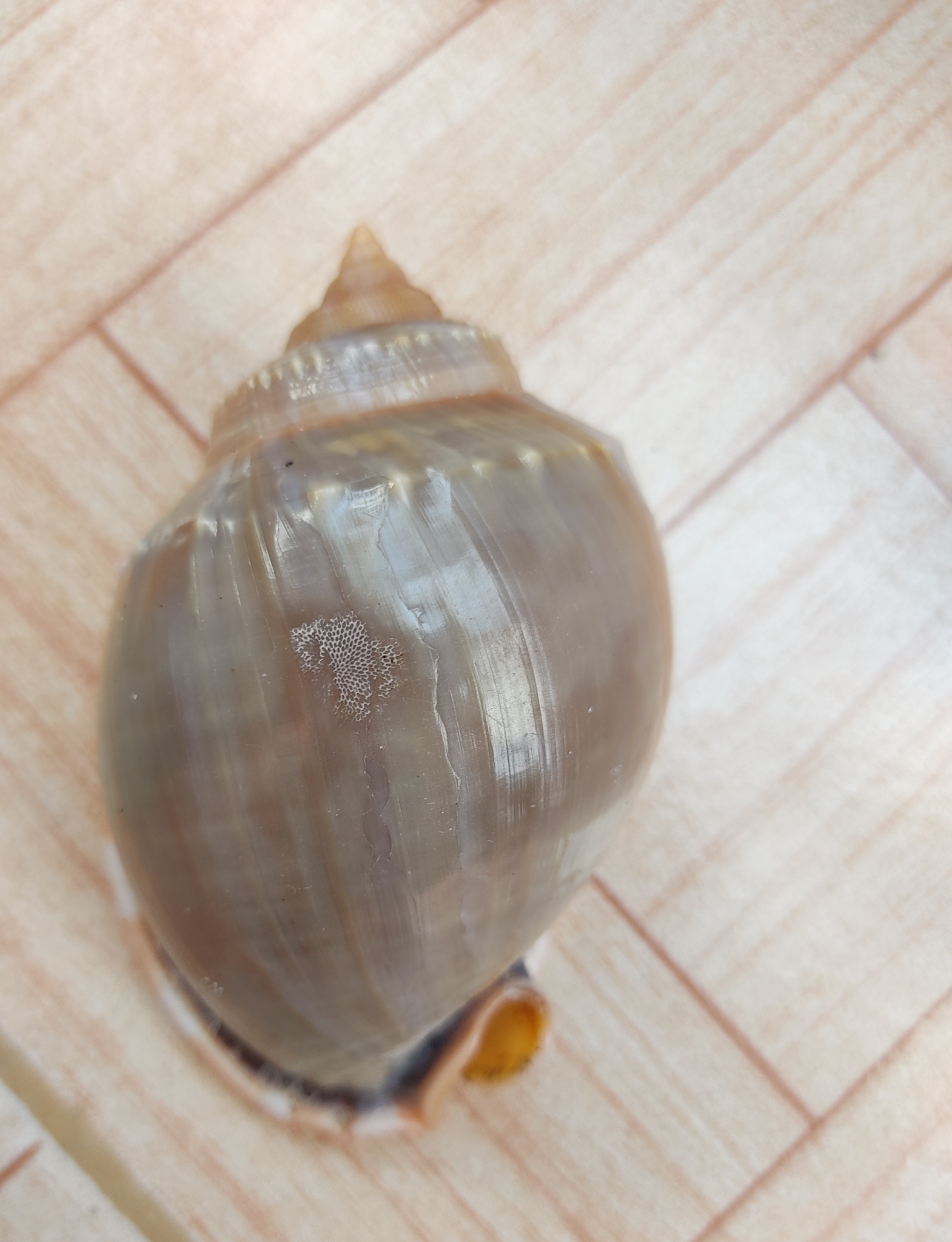 Phalium glaucum (Linnaeus, 1758)