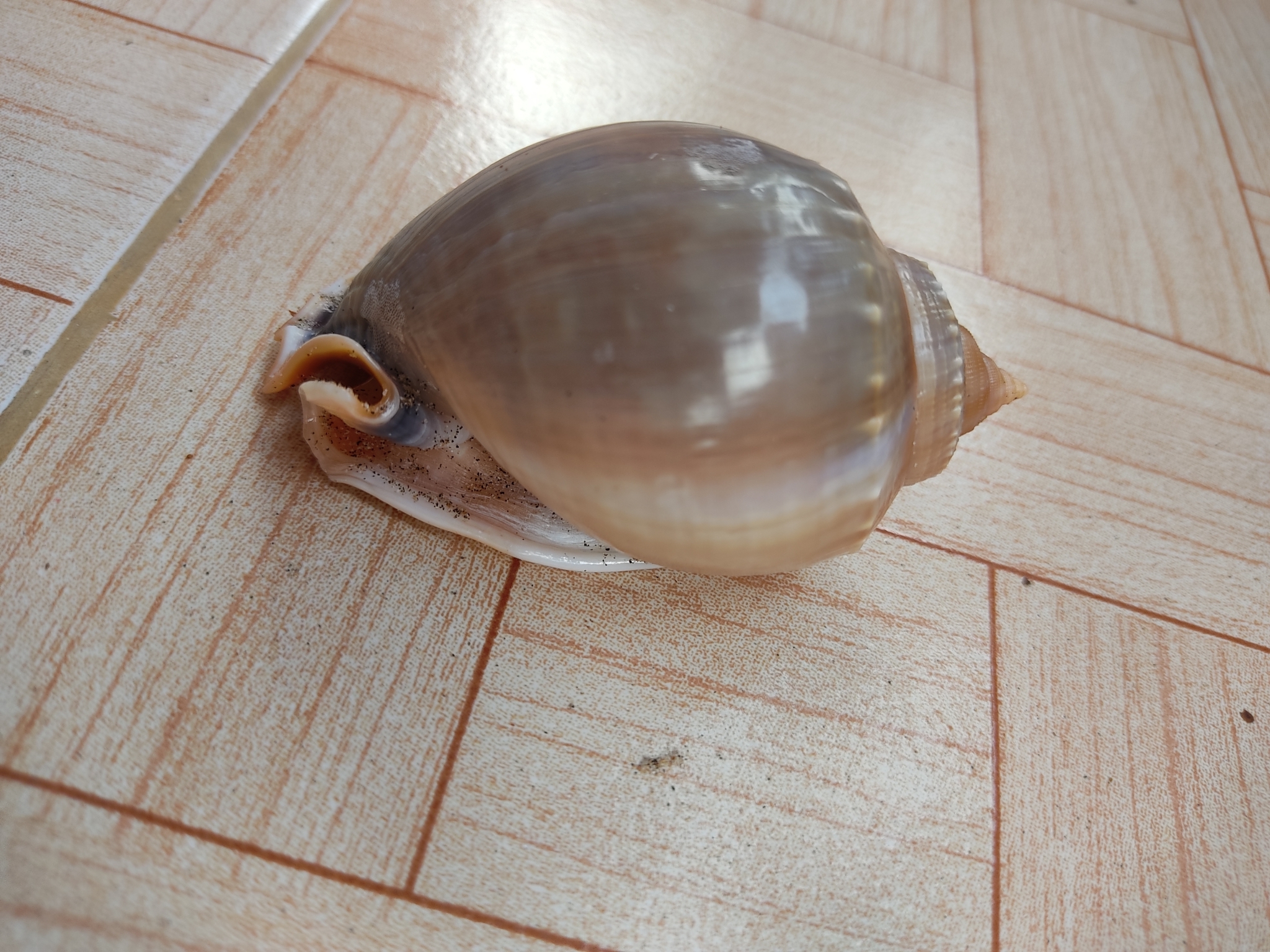 Phalium glaucum (Linnaeus, 1758)