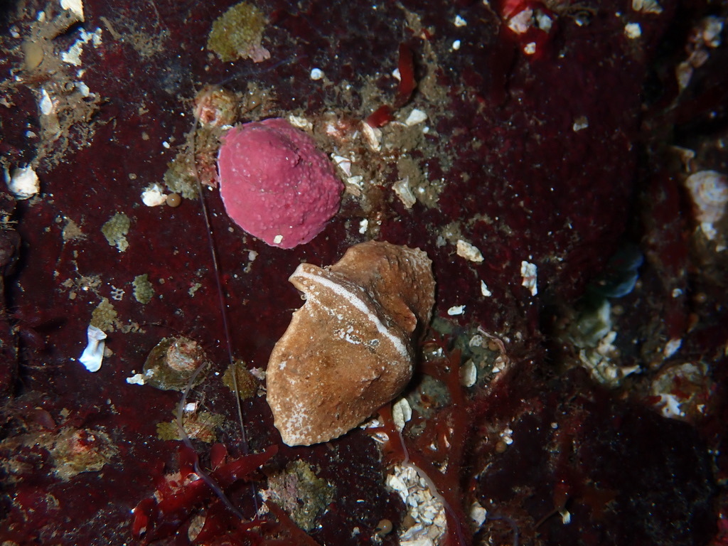 Cryptolithodes typicus Brandt, 1848