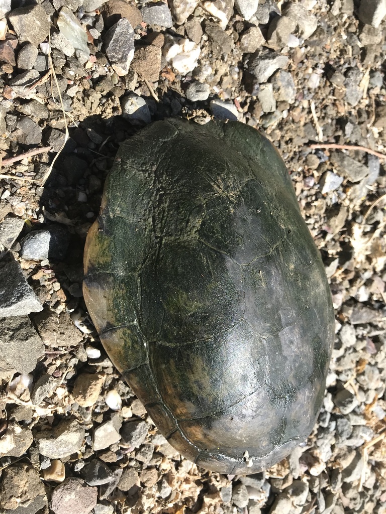 Western Pond Turtle from San Joaquin River National Wildlife Refuge ...