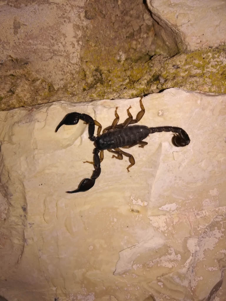 Small Wood-scorpions from Ano Pedina 440 07, Greece on May 22, 2018 at ...