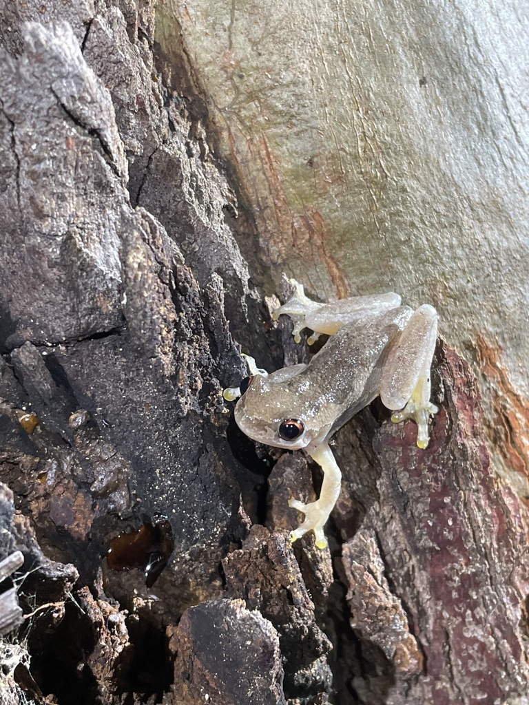 Slender bleating tree frog in March 2022 by amphibiansandmammals ...