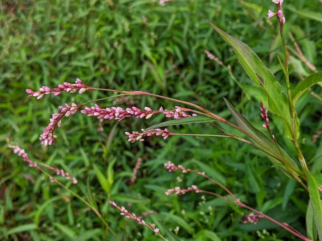slender knotweed in March 2022 by Nick Fitzgerald. Collected for HO ...