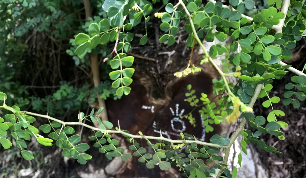 Bloodwood Tree from Kuliouou - Kalani Iki, Honolulu, HI, USA on ...