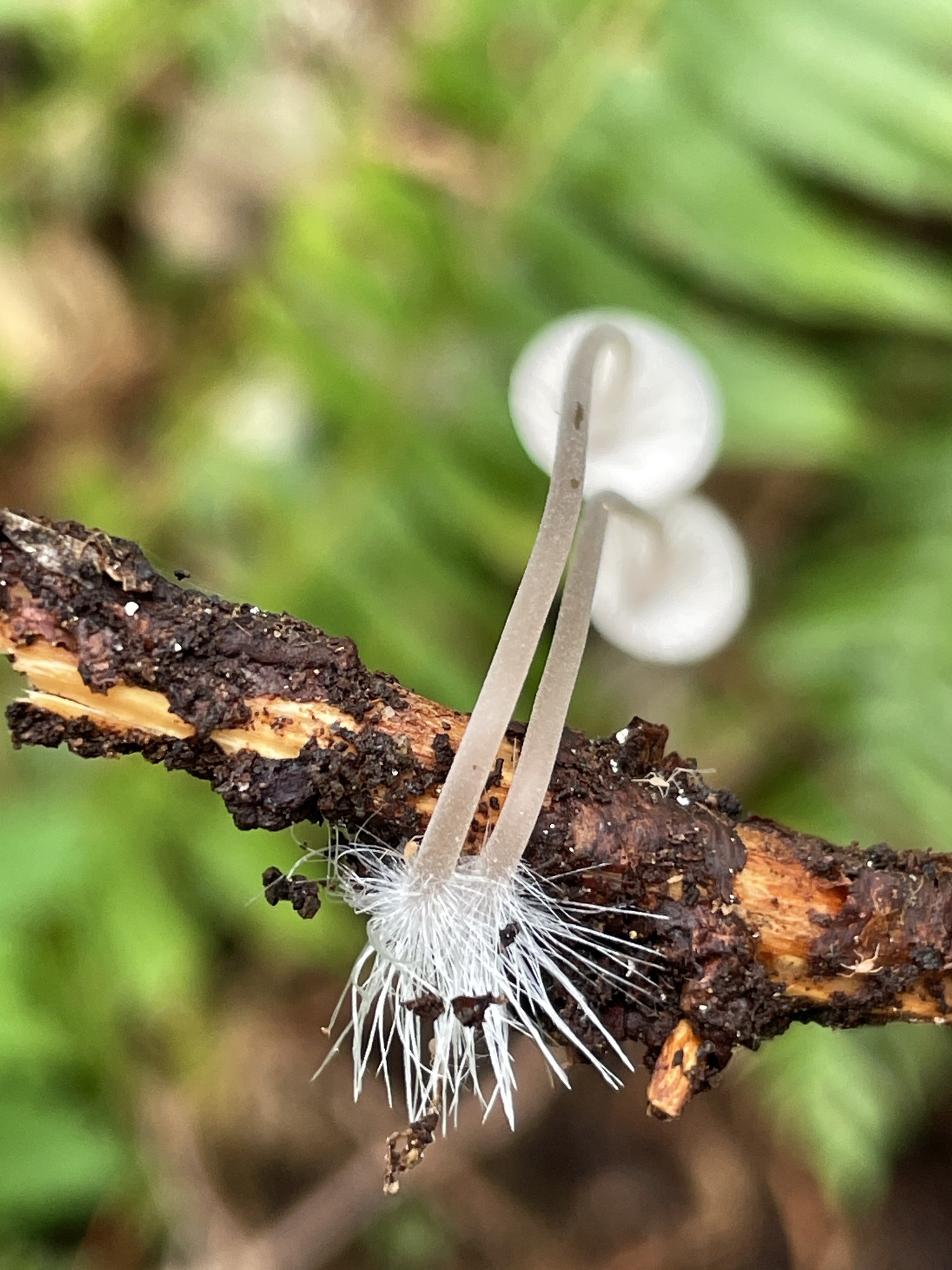 Mycena filopes (Bull.) P.Kumm.