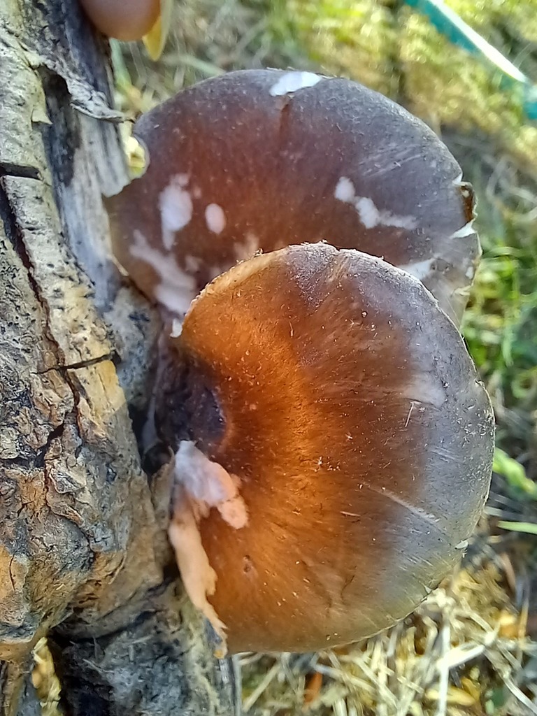 Brown Oyster Mushroom from Auckland, New Zealand on March 30, 2022 at ...