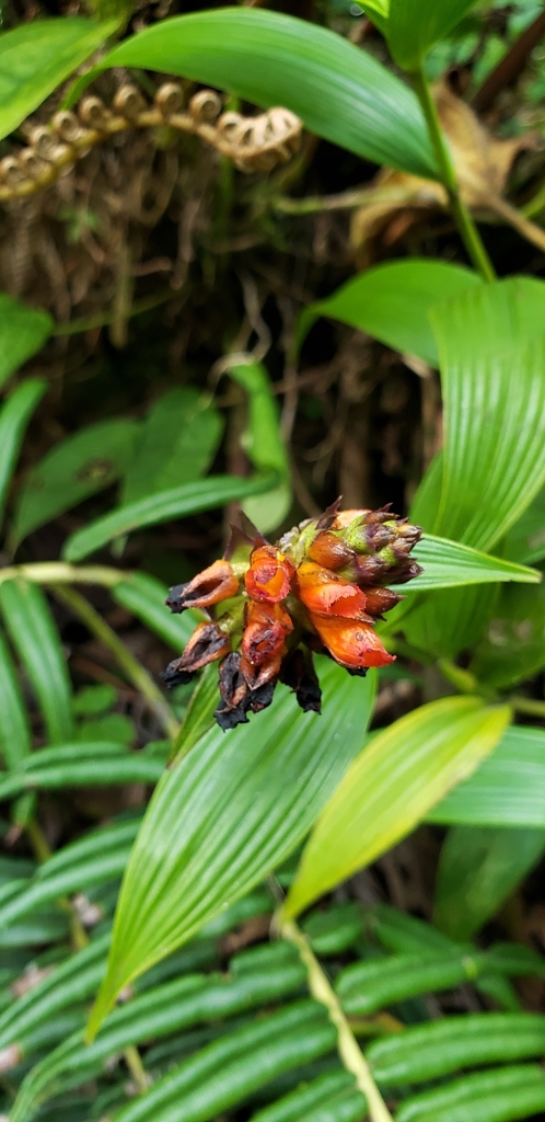 Elleanthus from Cerro Chompipe on March 26, 2022 at 03:49 PM by Ariel F ...