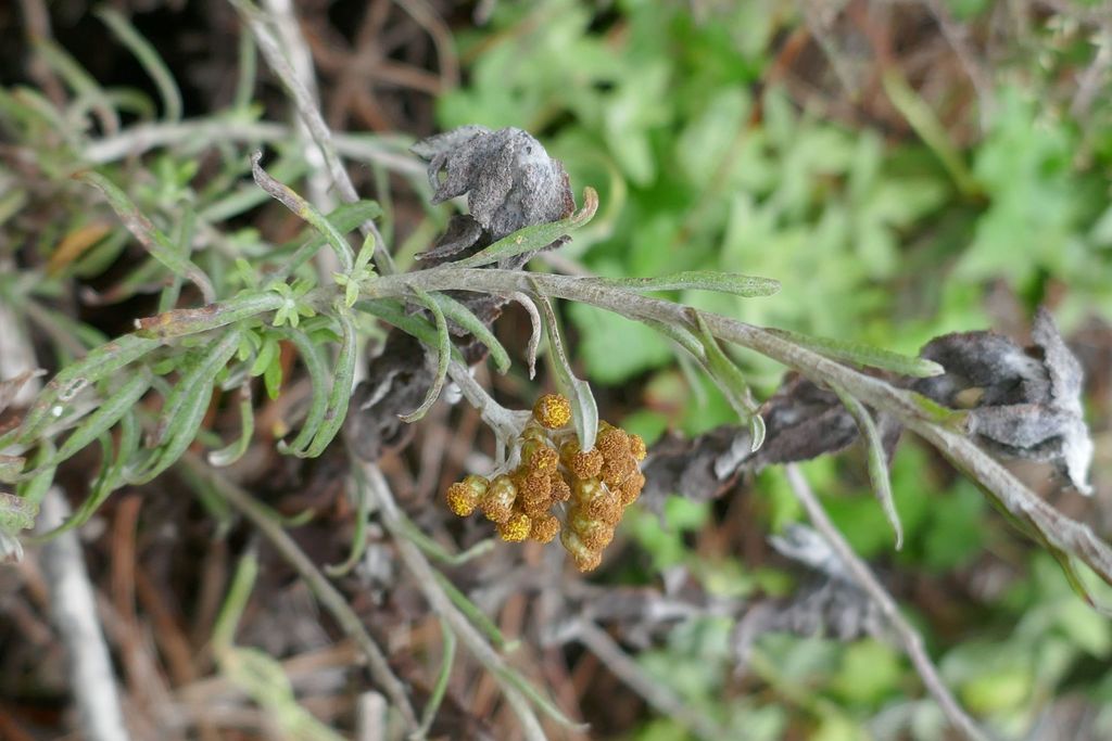 Katberg Everlasting from Amatole, South Africa on December 7, 2021 at ...