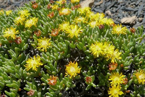 Rhombophyllum albanense · iNaturalist