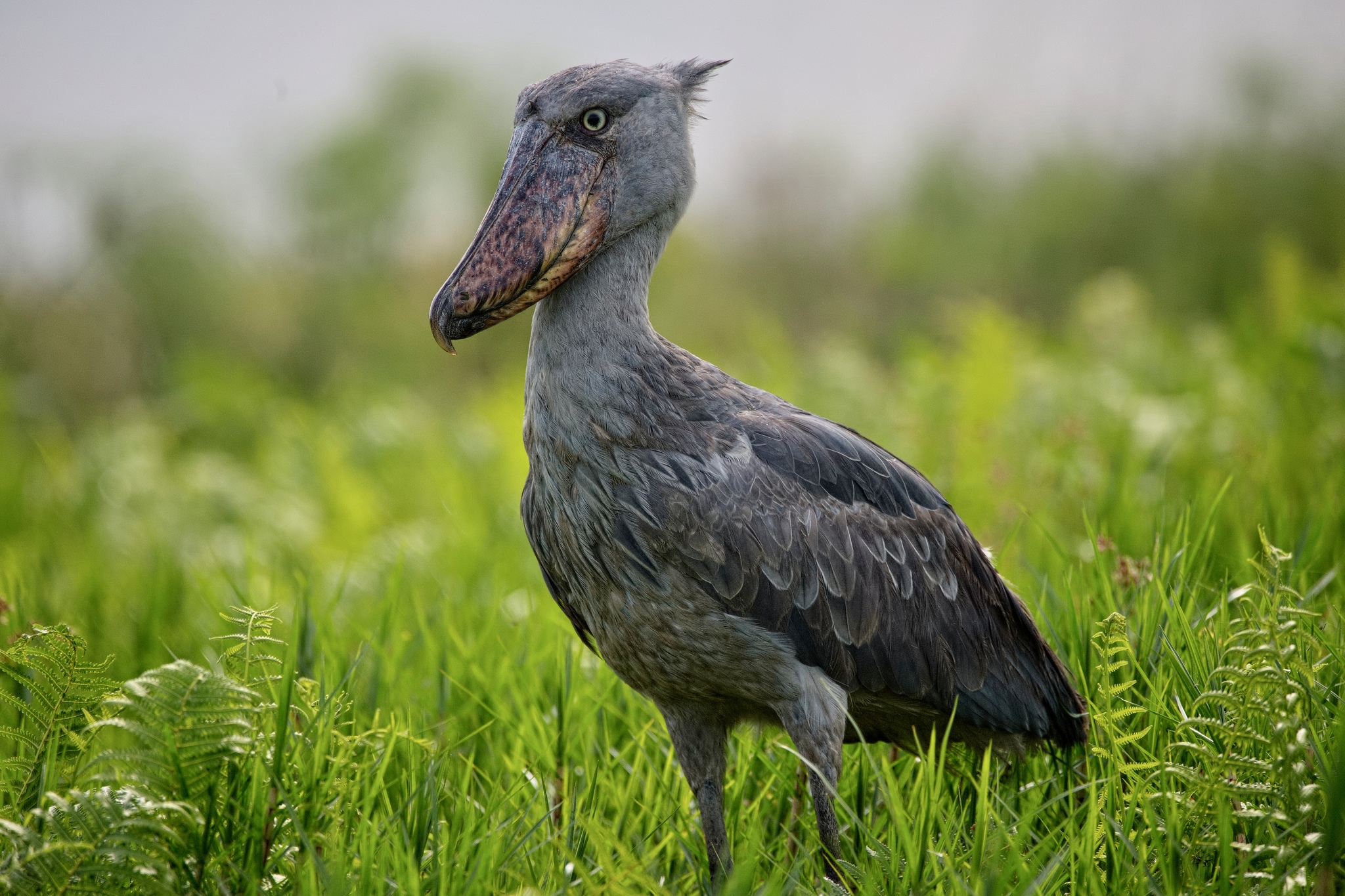 Balaeniceps rex Gould, 1850