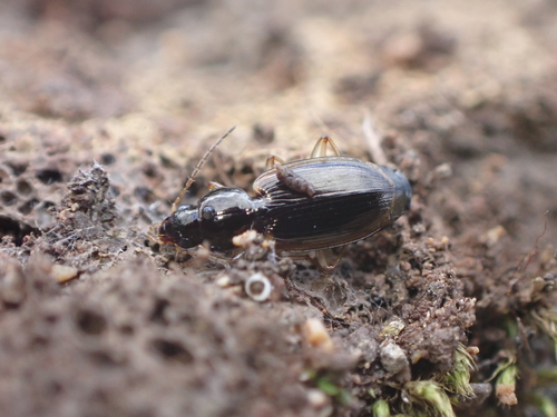 Trechus flavocinctus · iNaturalist