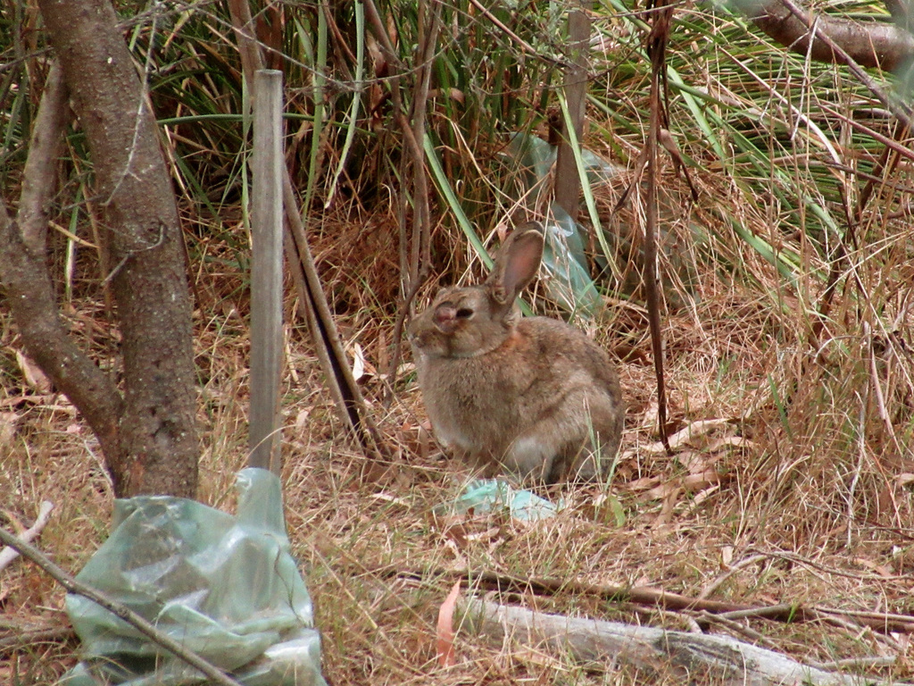 European Rabbit from Melbourne VIC, Australia on March 30, 2022 at 01: ...