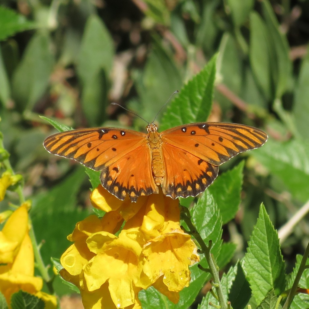Gulf Fritillary from Pima County, AZ, USA on May 24, 2018 at 08:22 AM ...