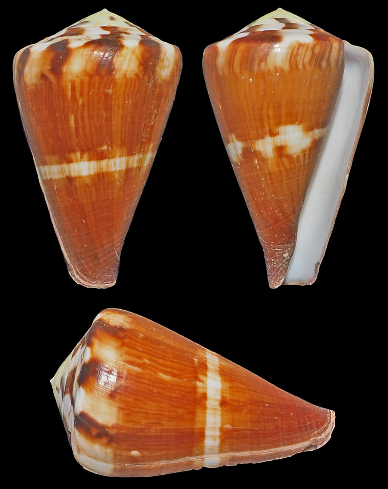 Flag Cone from Kwajalein Atoll, RMI on February 13, 1994 by uwkwaj. Lab ...