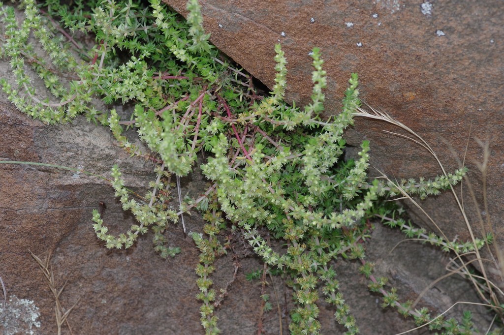 Spear Stonecrop from R351 from Whittlesea to the top of the Katberg ...