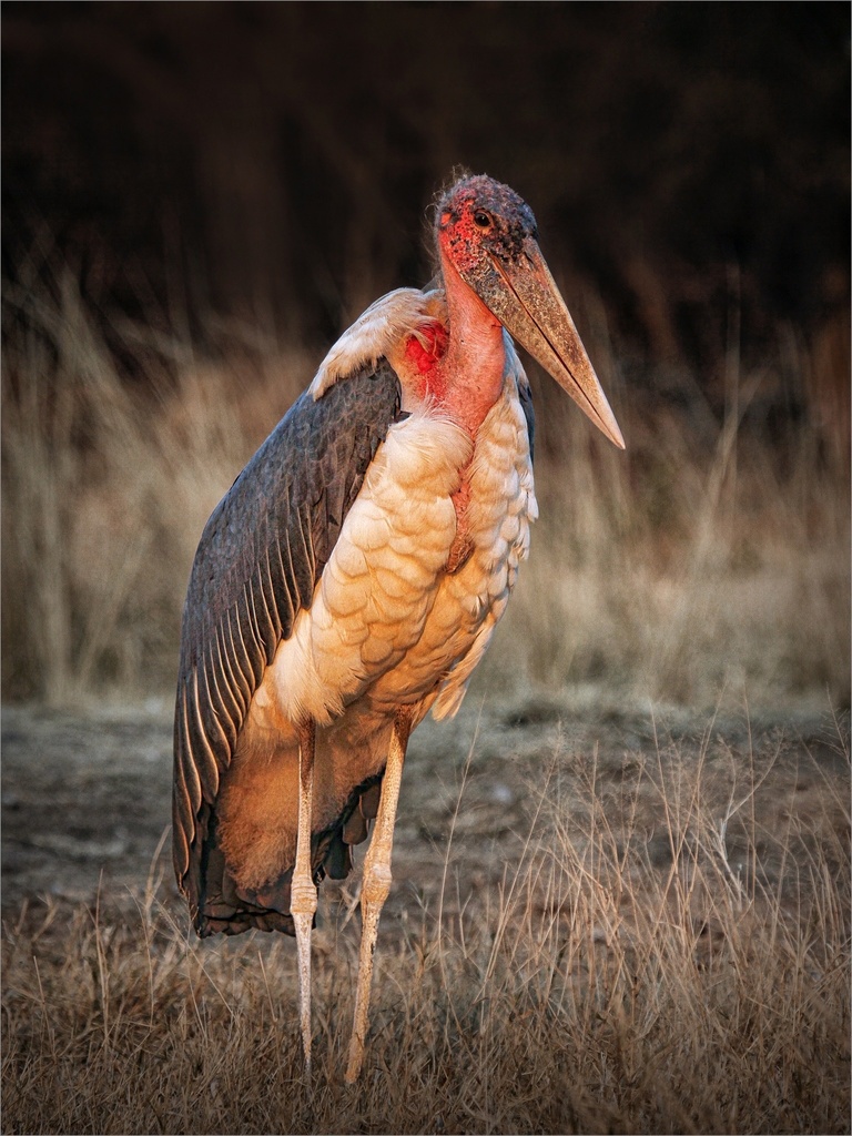 Marabou Stork from LP, ZA on July 25, 2011 at 04:42 PM by stproc ...