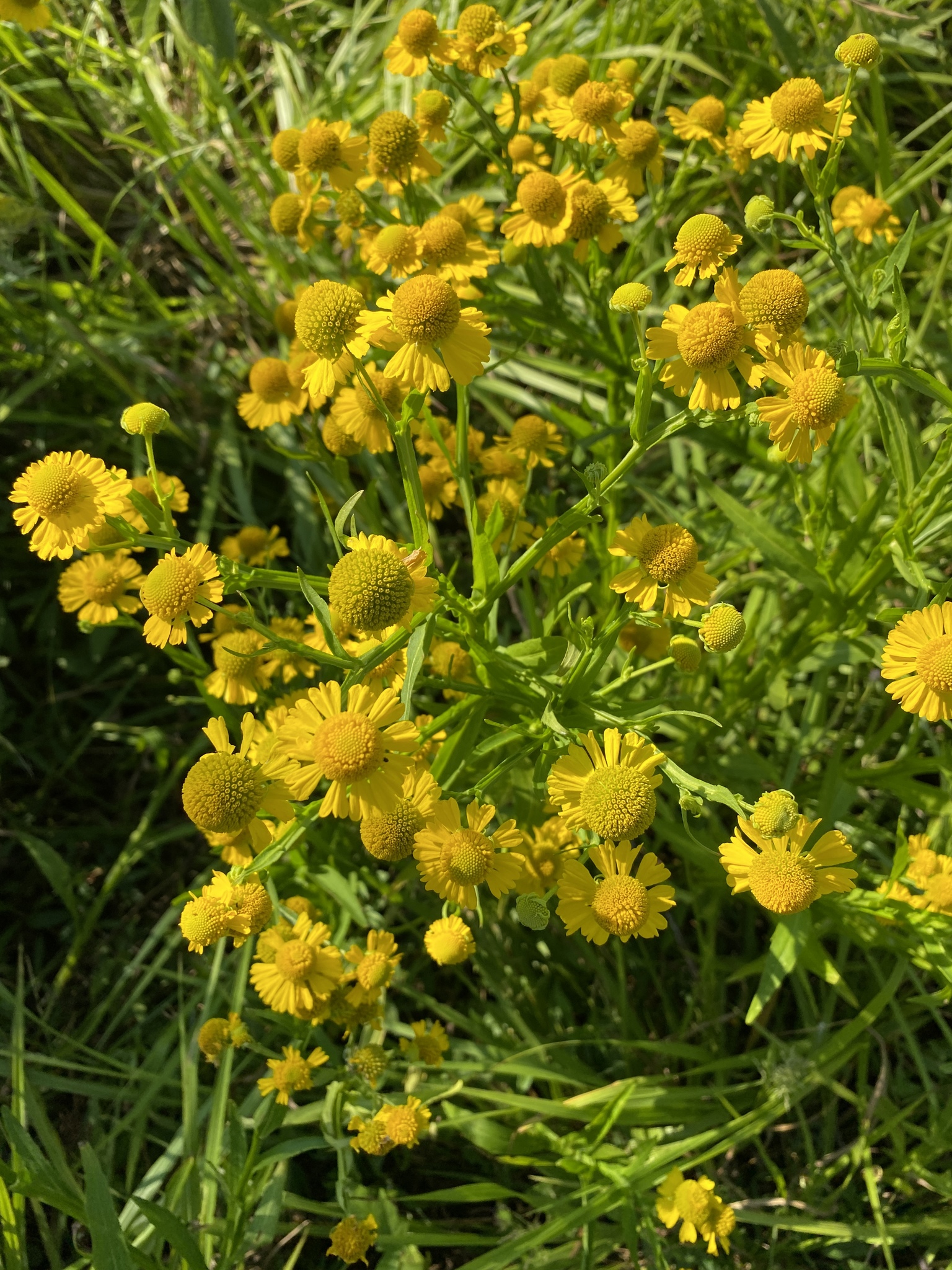 Helenium virginicum S.F.Blake