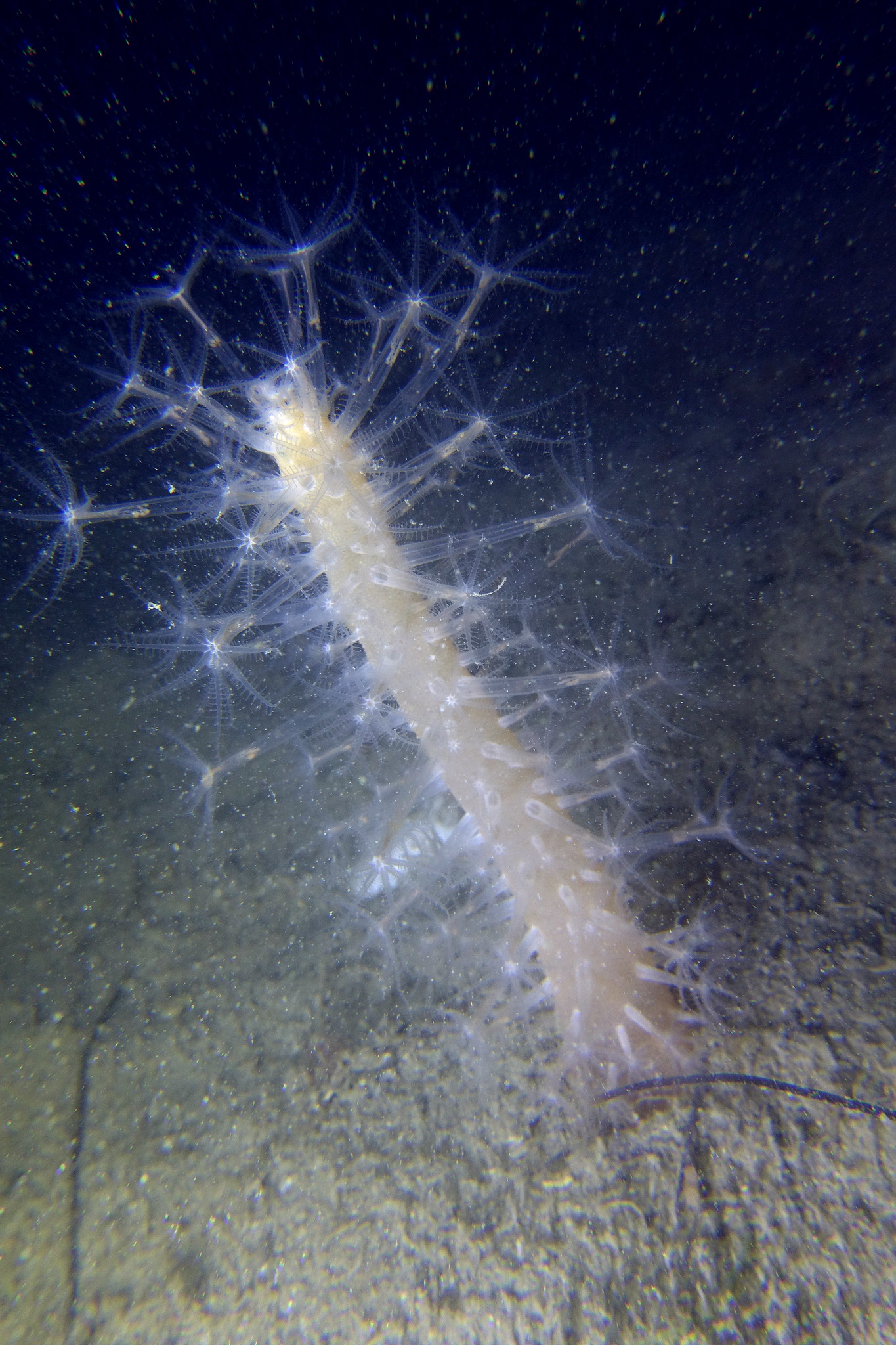 Veretillum cynomorium (Pallas, 1766)