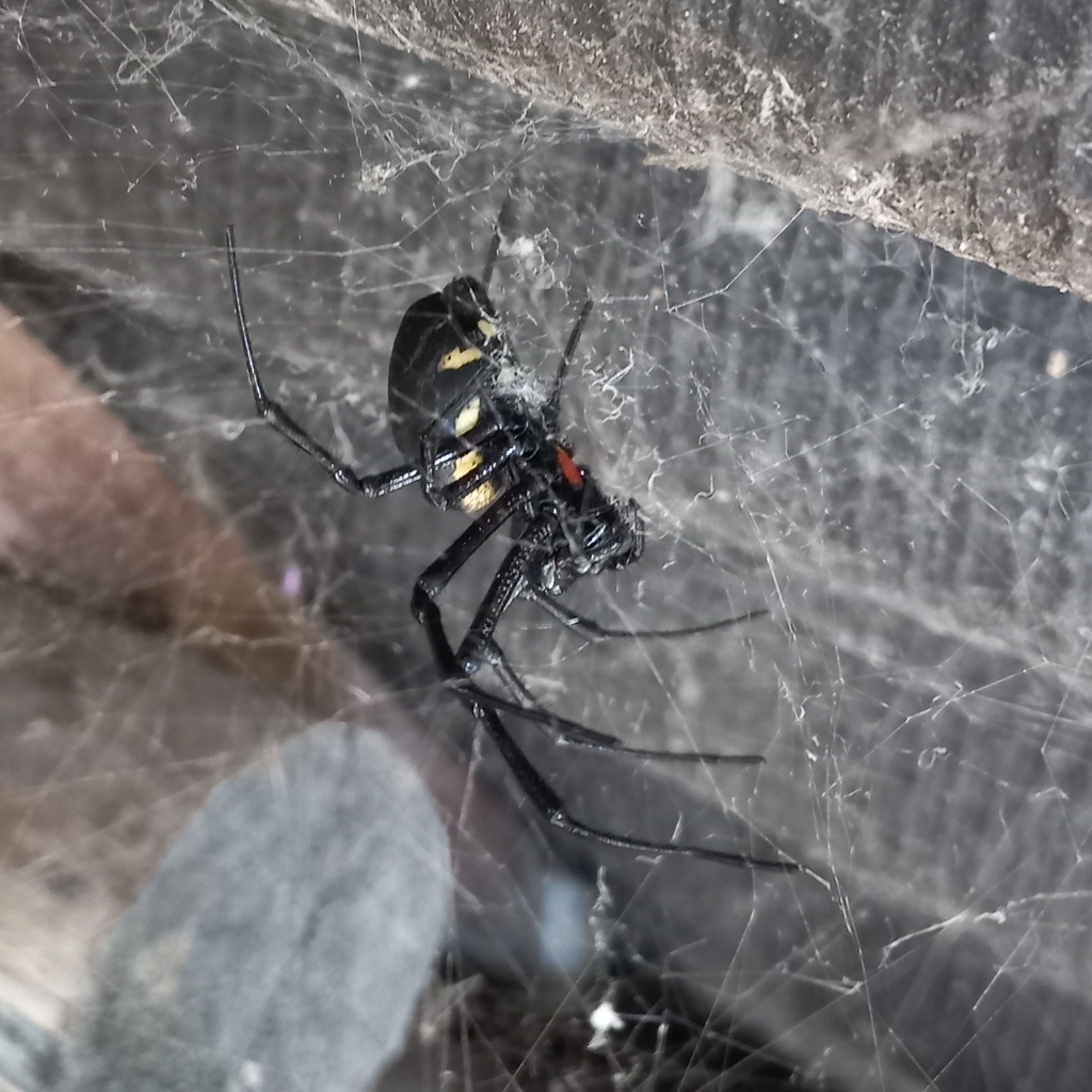 African Hermit Spider from São Paulo - SP, 04194, Brasil on March 30 ...
