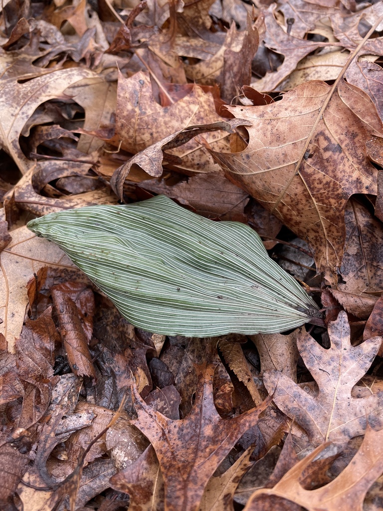 putty root in March 2022 by Marci Trana · iNaturalist