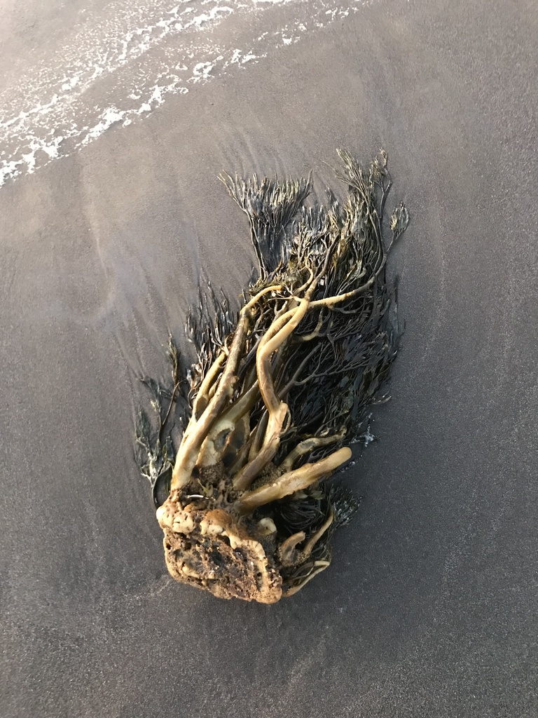 Lessonia spicata from Océano Pacífico, Constitución, Maule, CL on March ...