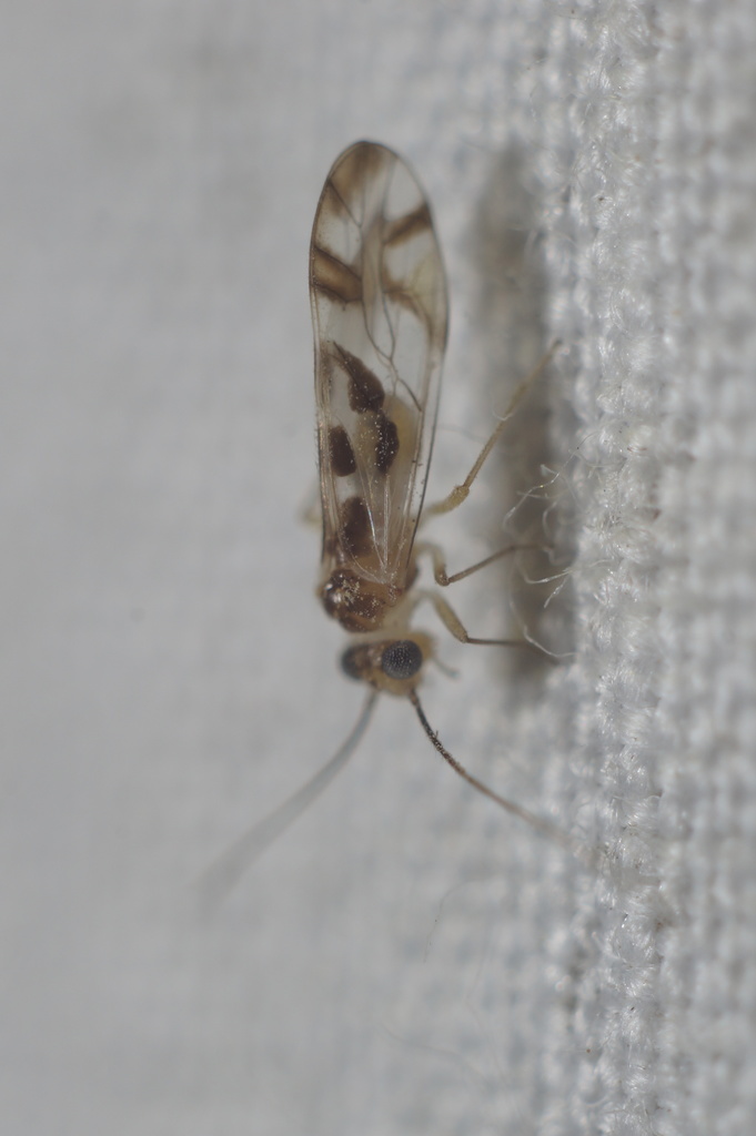 Graphopsocus mexicanus from Pob. La Lomita - El Terrero, 67300 Santiago ...