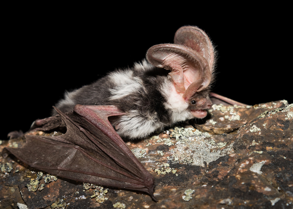 Spotted Bat (Euderma maculatum) - Know Your Mammals