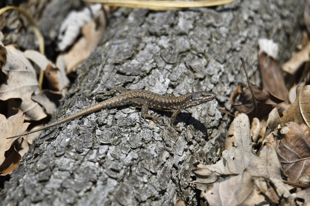 Common Wall Lizard from Parco Naturale Monte S.Giorgio on March 3, 2022 ...