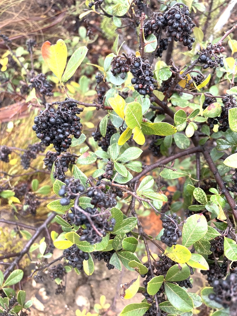 Wild currant from Table Mountain National Park, Cape Town, WC, ZA on ...