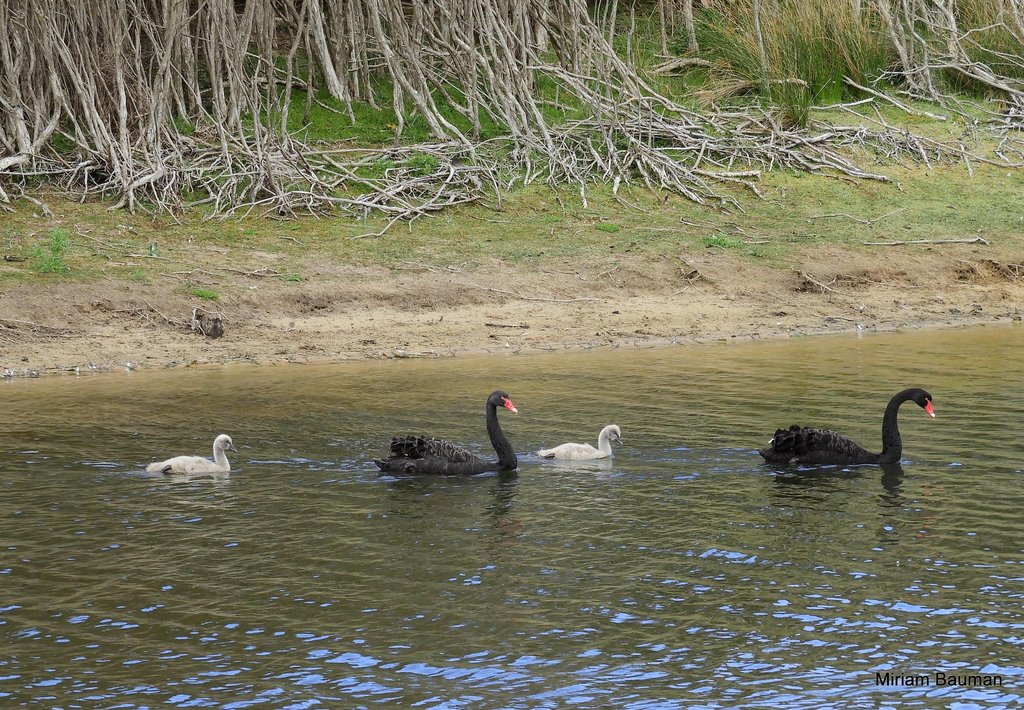 Black Swan from Swan Lake, Ventnor VIC 3922, Australia on October 10 ...