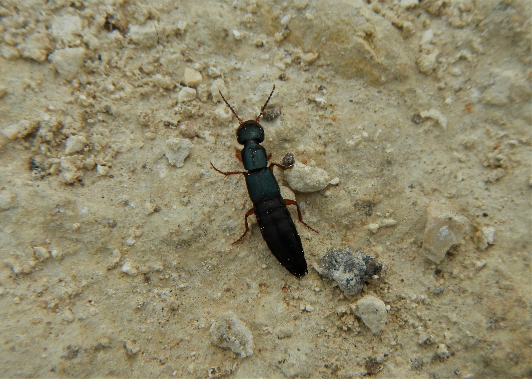 Tasgius morsitans (P.Rossi, 1790)