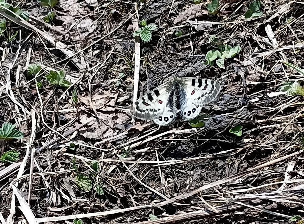 Common Blue Apollo from Khaliya, Uttarakhand, India on March 30, 2022 ...