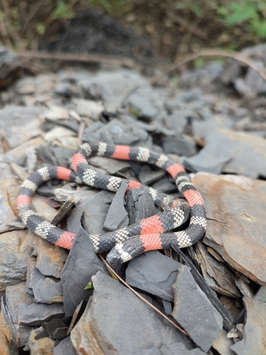 Pygmy Coralsnake (Micrurus dissoleucus) - Snakes and Lizards