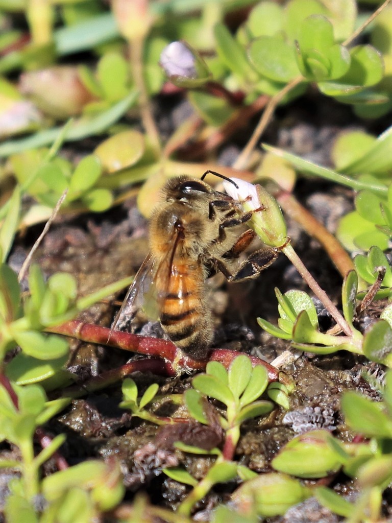 Western Honey Bee from Monte, Provincia de Buenos Aires, Argentina on ...