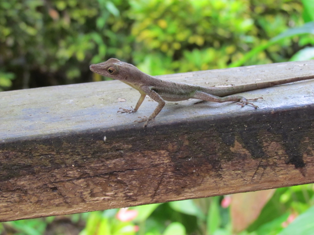Saint Lucian Anole in March 2022 by Viscouse · iNaturalist