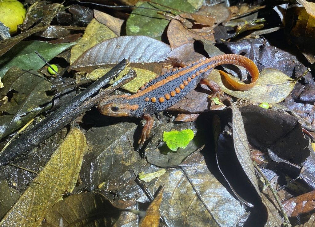 Yunnan Newt in June 2020 by 通通 · iNaturalist