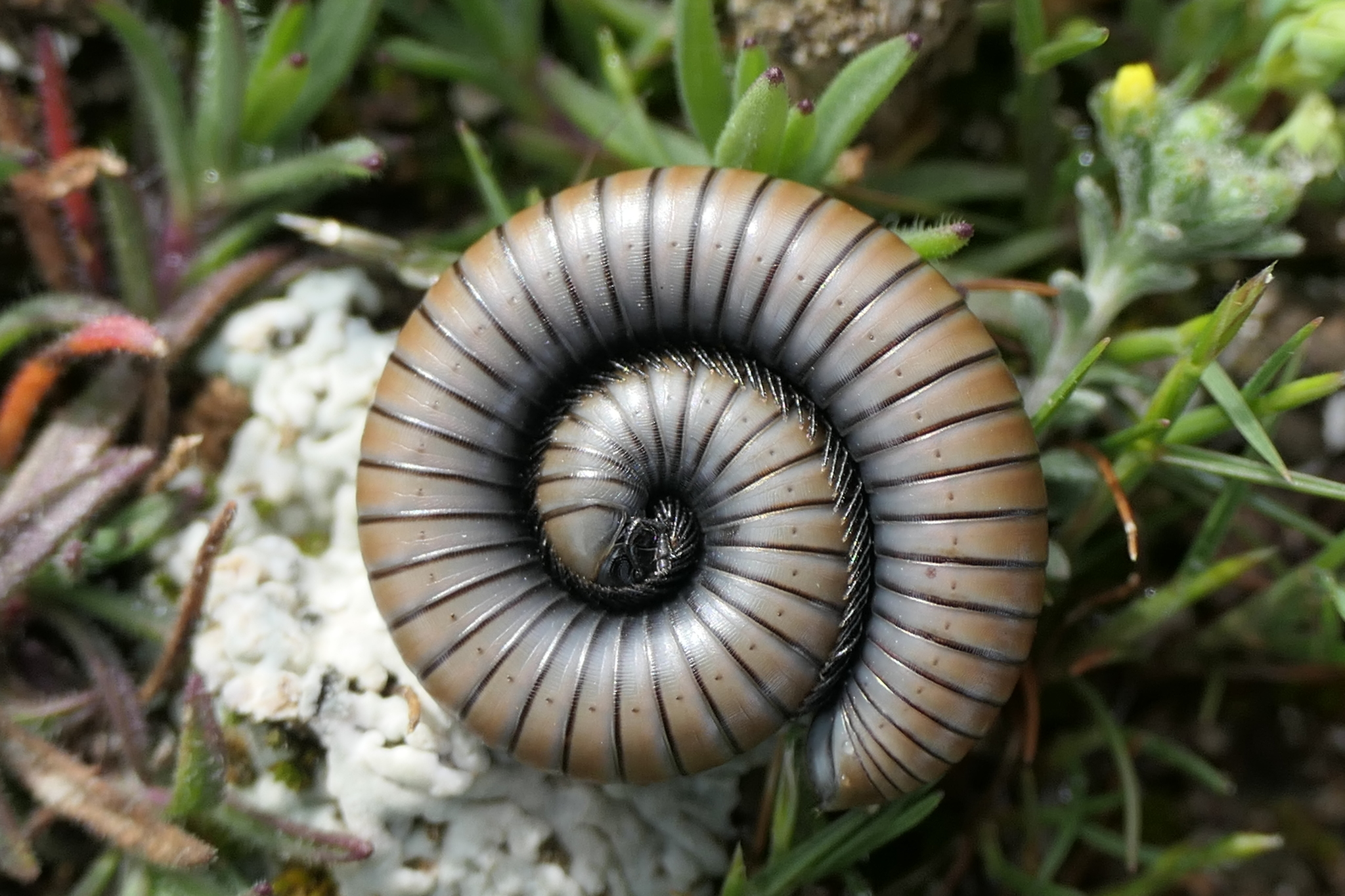 Ommatoiulus rutilans (C.L.Koch, 1847)