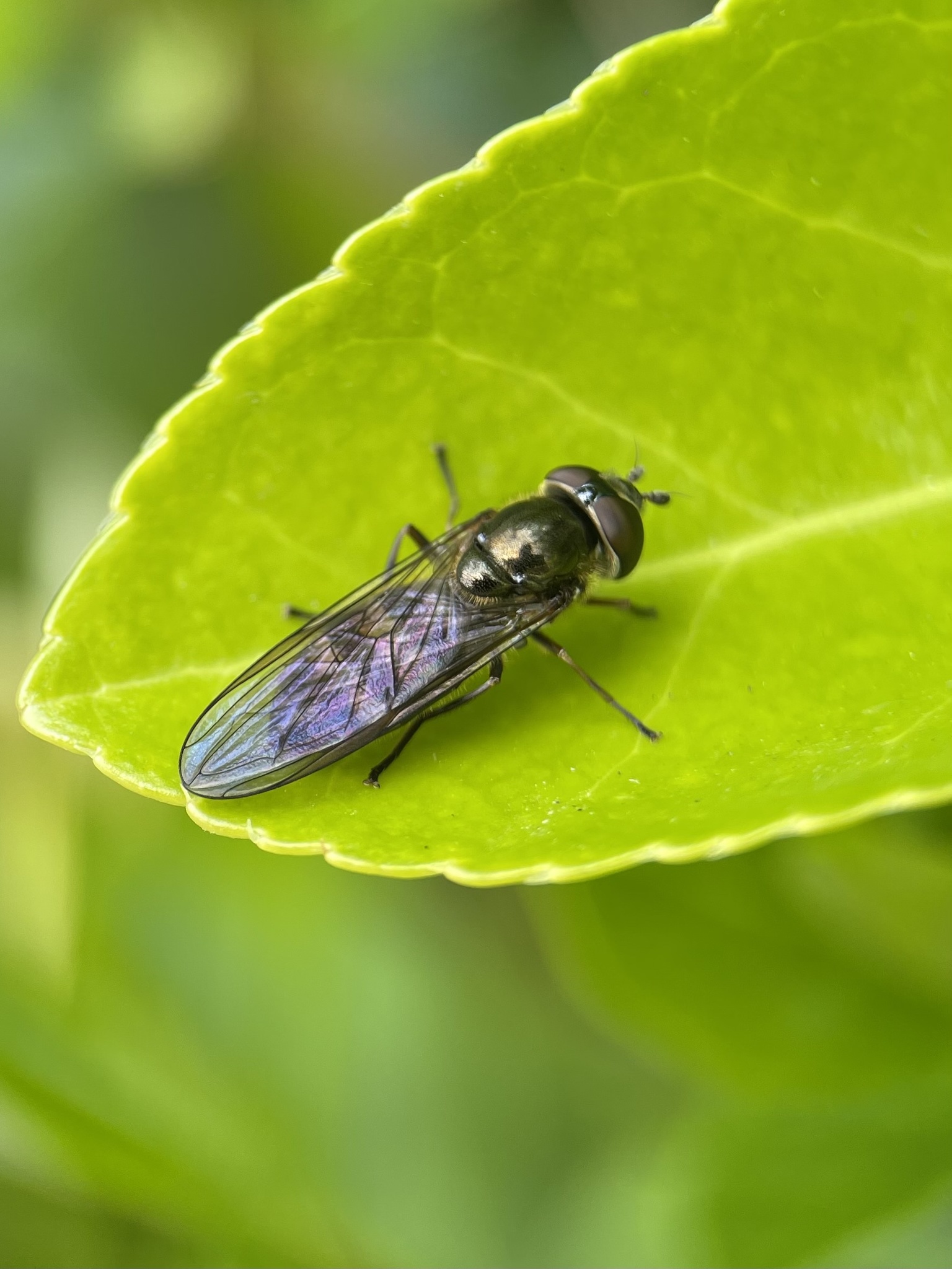 Xanthandrus comtus (Harris, 1780)