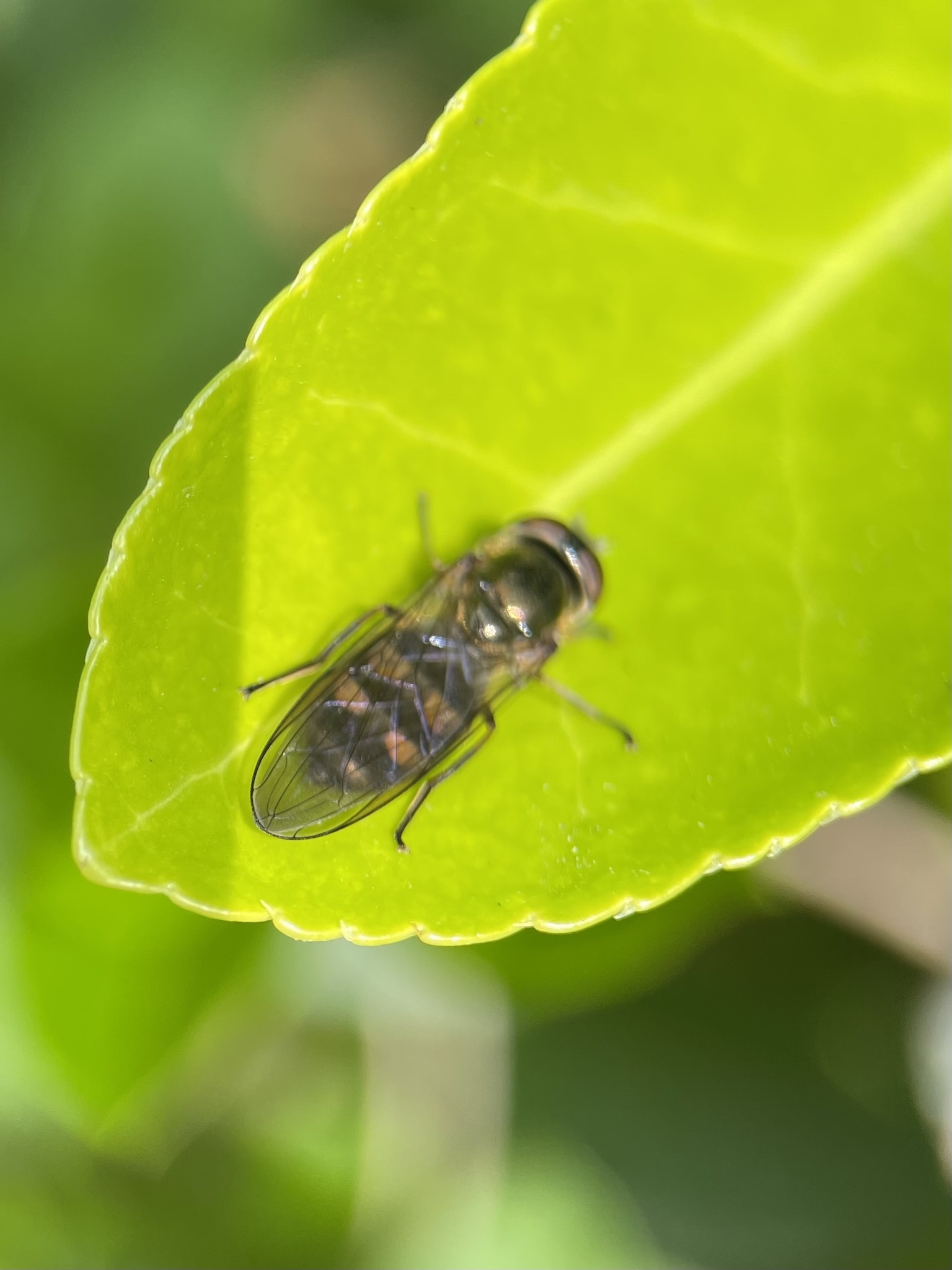 Xanthandrus comtus (Harris, 1780)