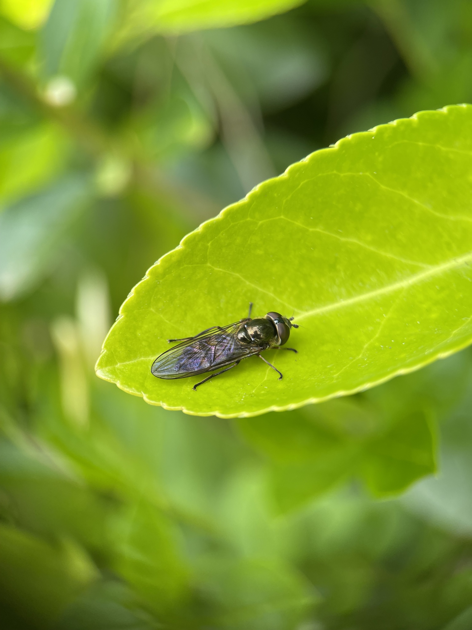 Xanthandrus comtus (Harris, 1780)