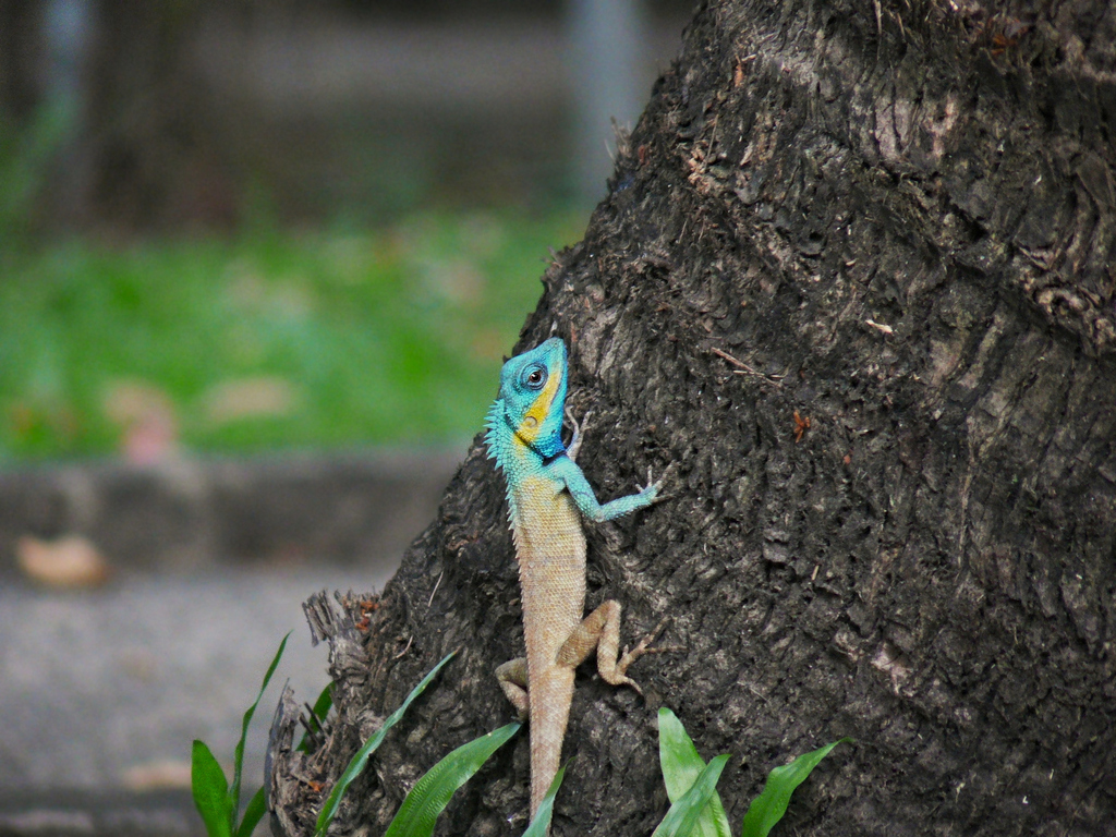 Vietnamese Blue Crested Lizard from District 1, Ho Chi Minh City ...