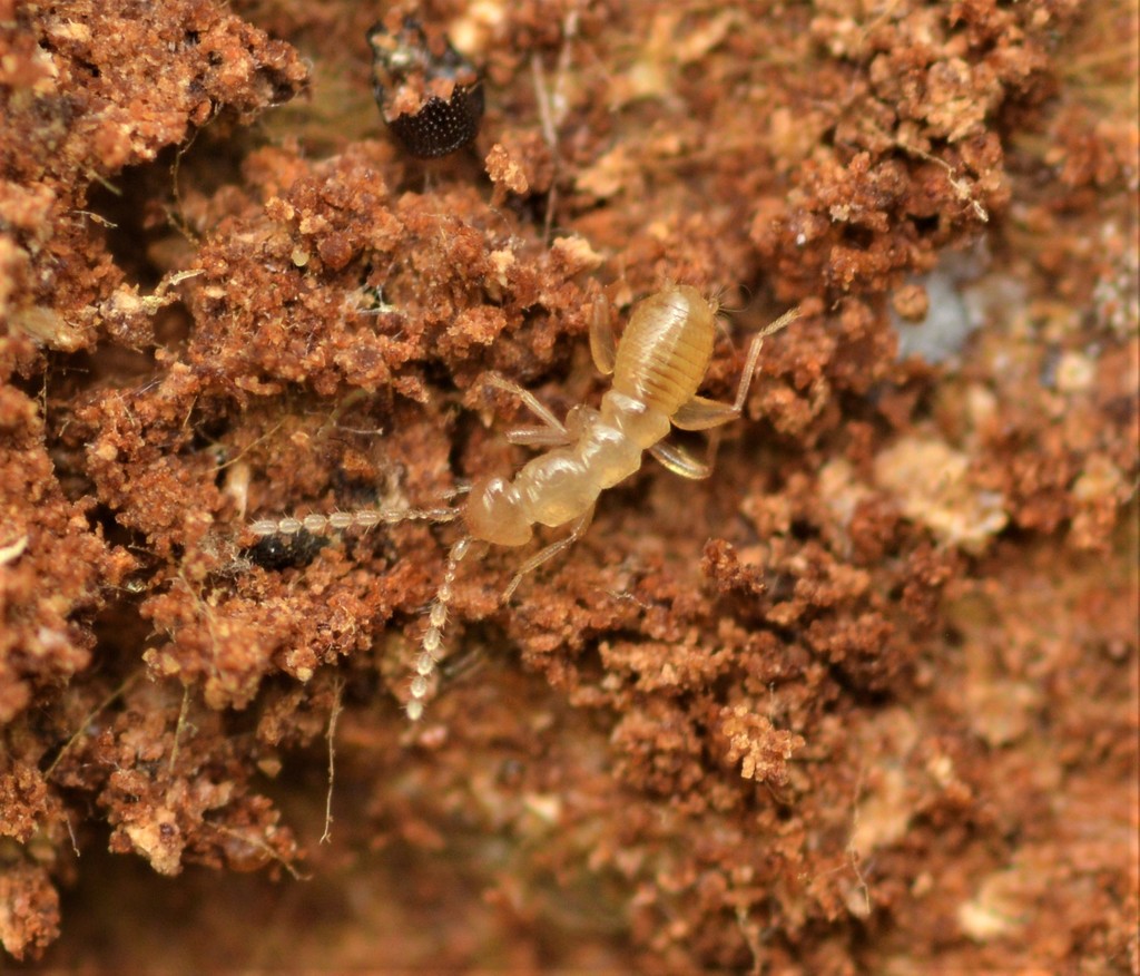 Hubbard's Angel Insect from Beaufort County, NC, USA on December 11 ...