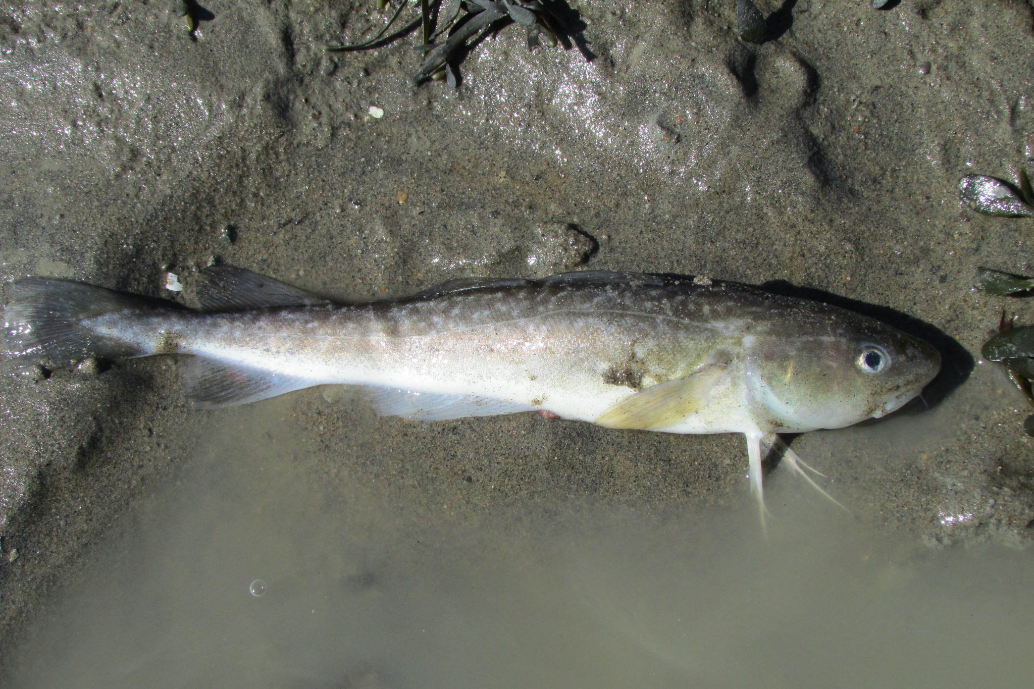 Microgadus Gill, 1865