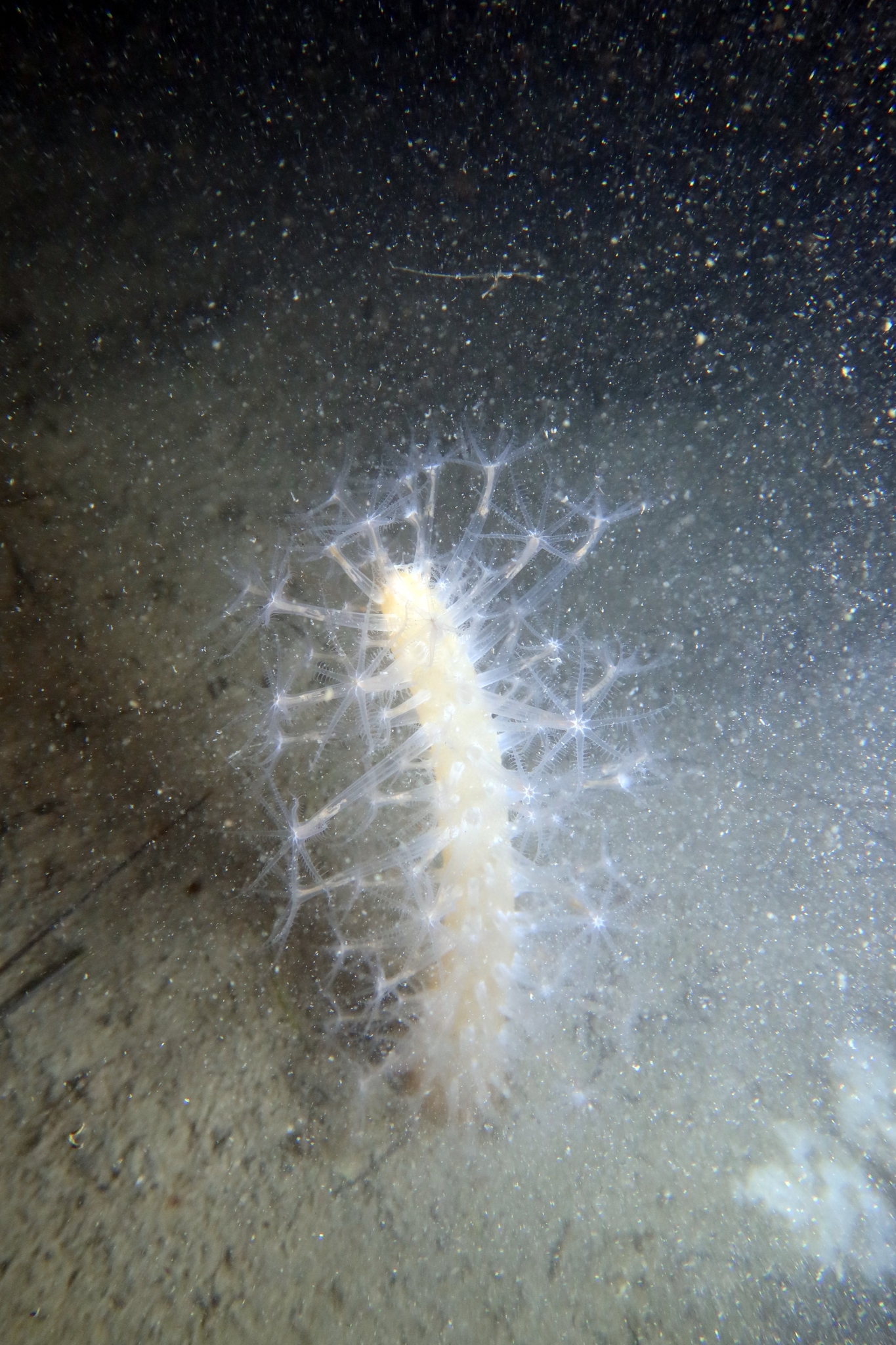 Veretillum cynomorium (Pallas, 1766)