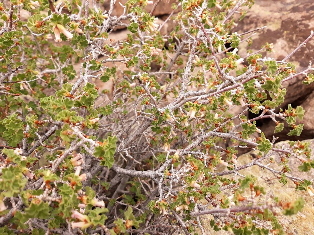 wax currant from Nye County, NV, USA on June 18, 2021 at 10:32 AM by ...